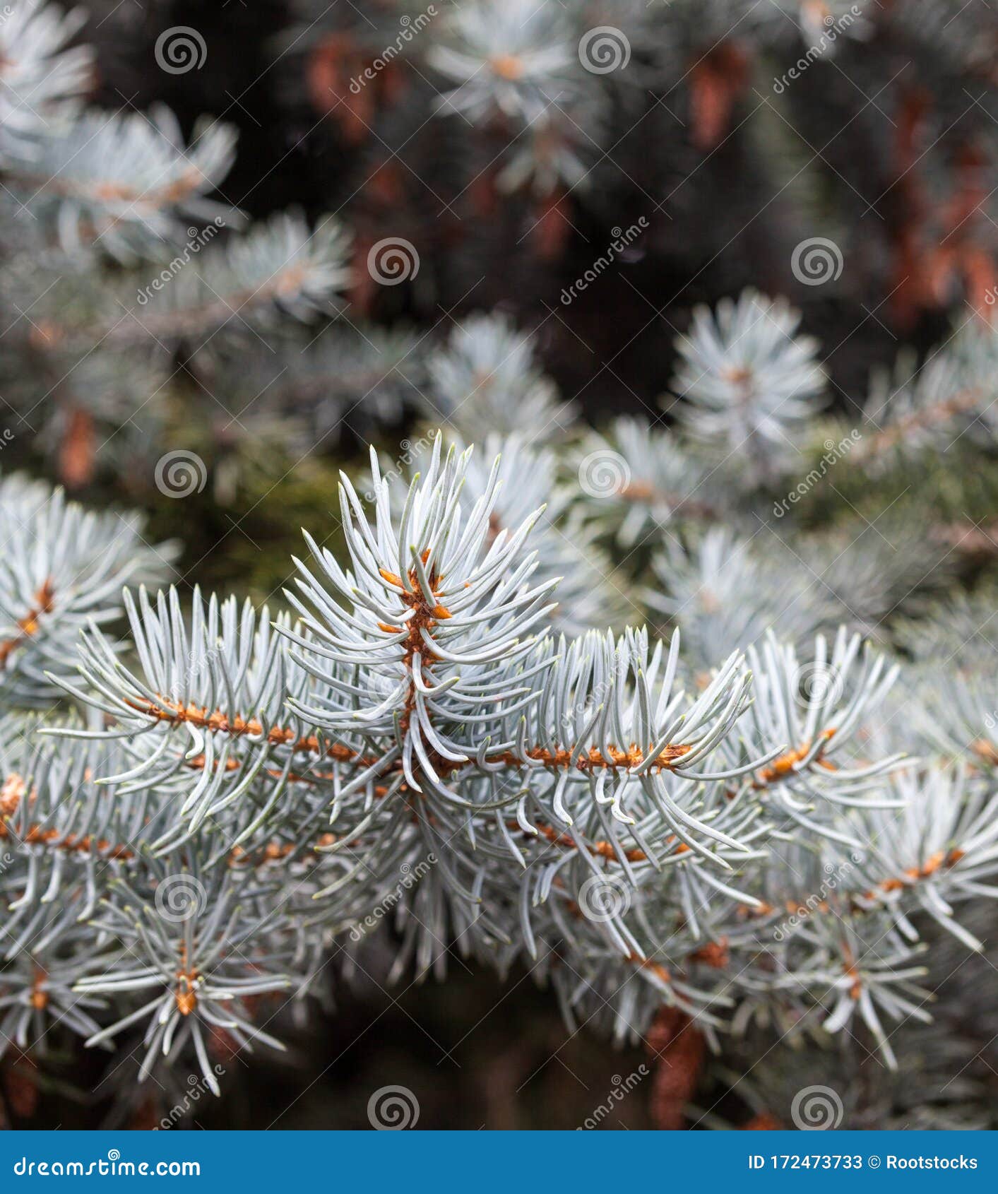 Branches of the Colorado Blue Spruce Stock Image - Image of blue, gray ...