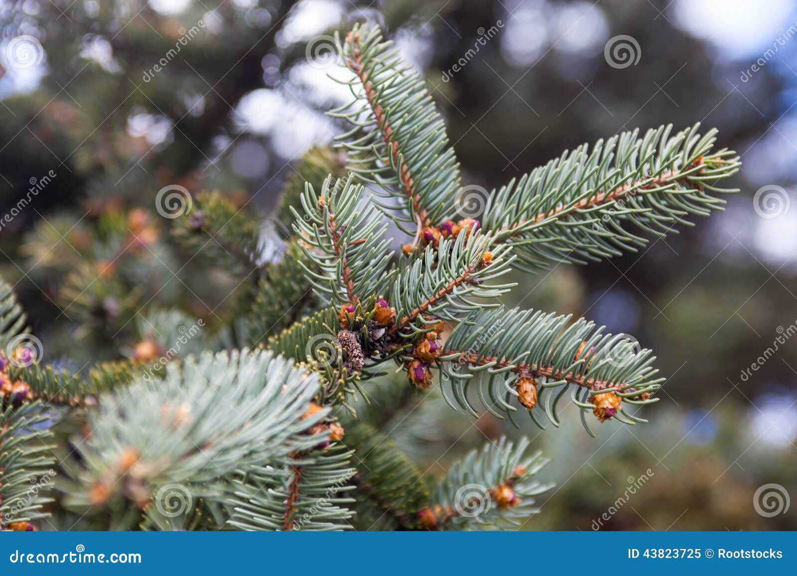 Branches of the Colorado Blue Spruce Stock Image - Image of deal, picea ...