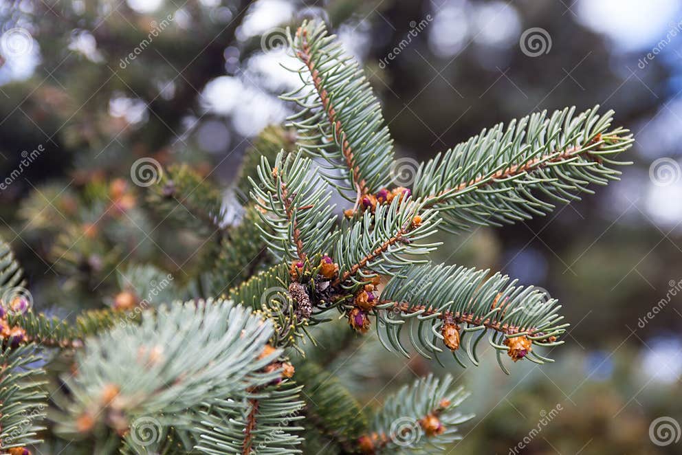 Branches of the Colorado Blue Spruce Stock Image - Image of deal, picea ...