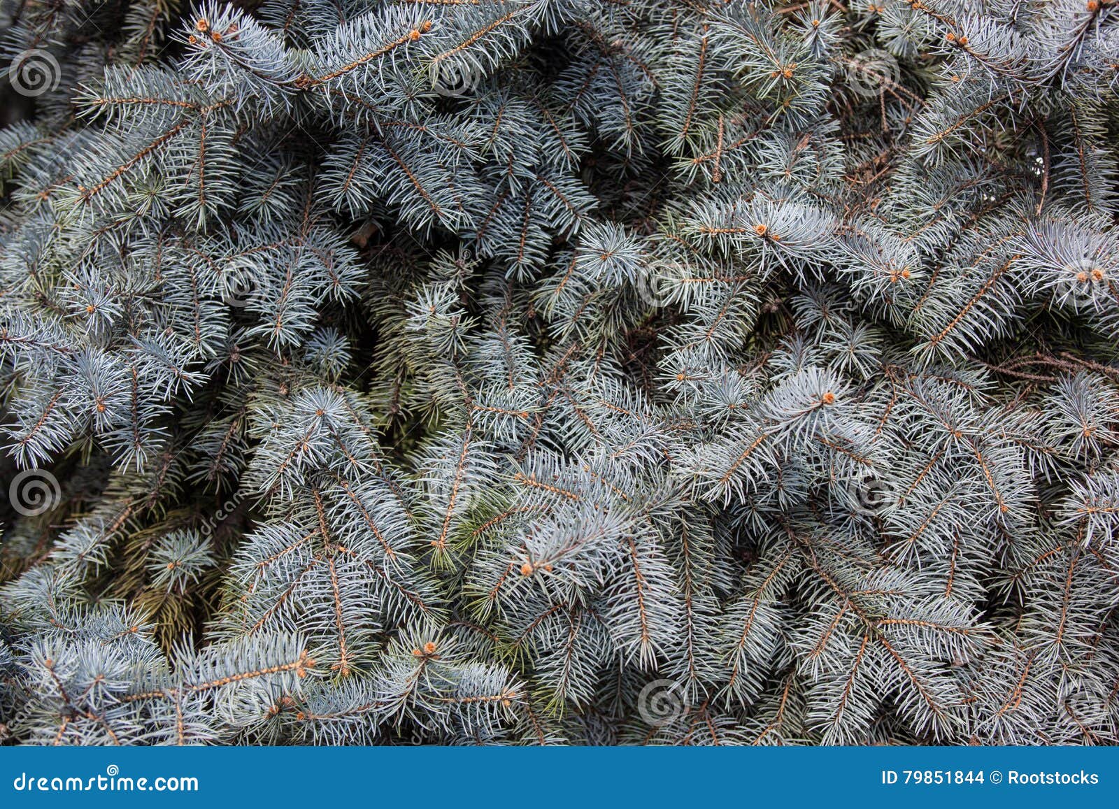 Colorado Blue Spruce Picea Pungens Glauca Procumbens With Blue Needles ...