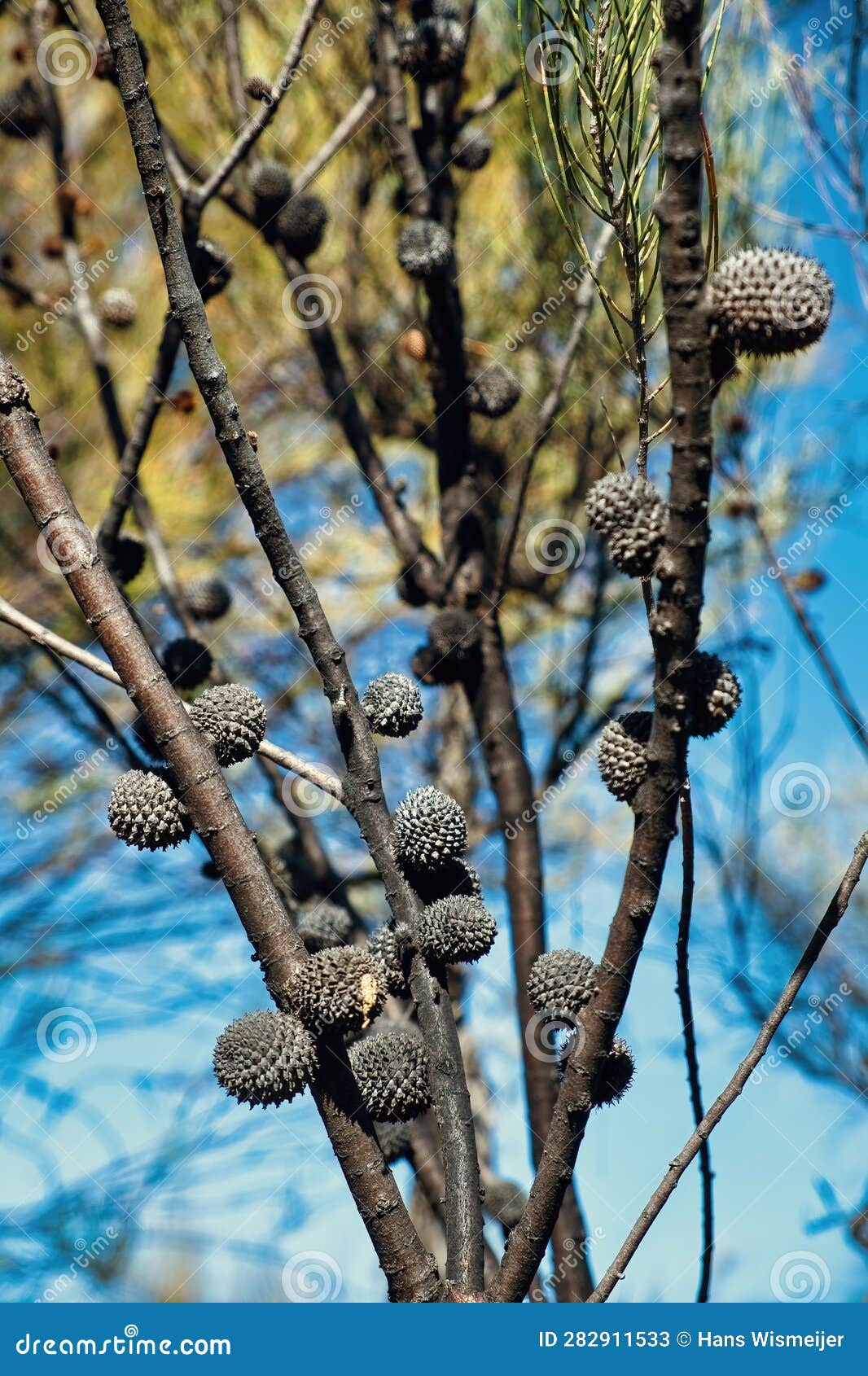 Branches with Cones of Allocasuarina Humilis or Dwarf Sheoak Stock ...