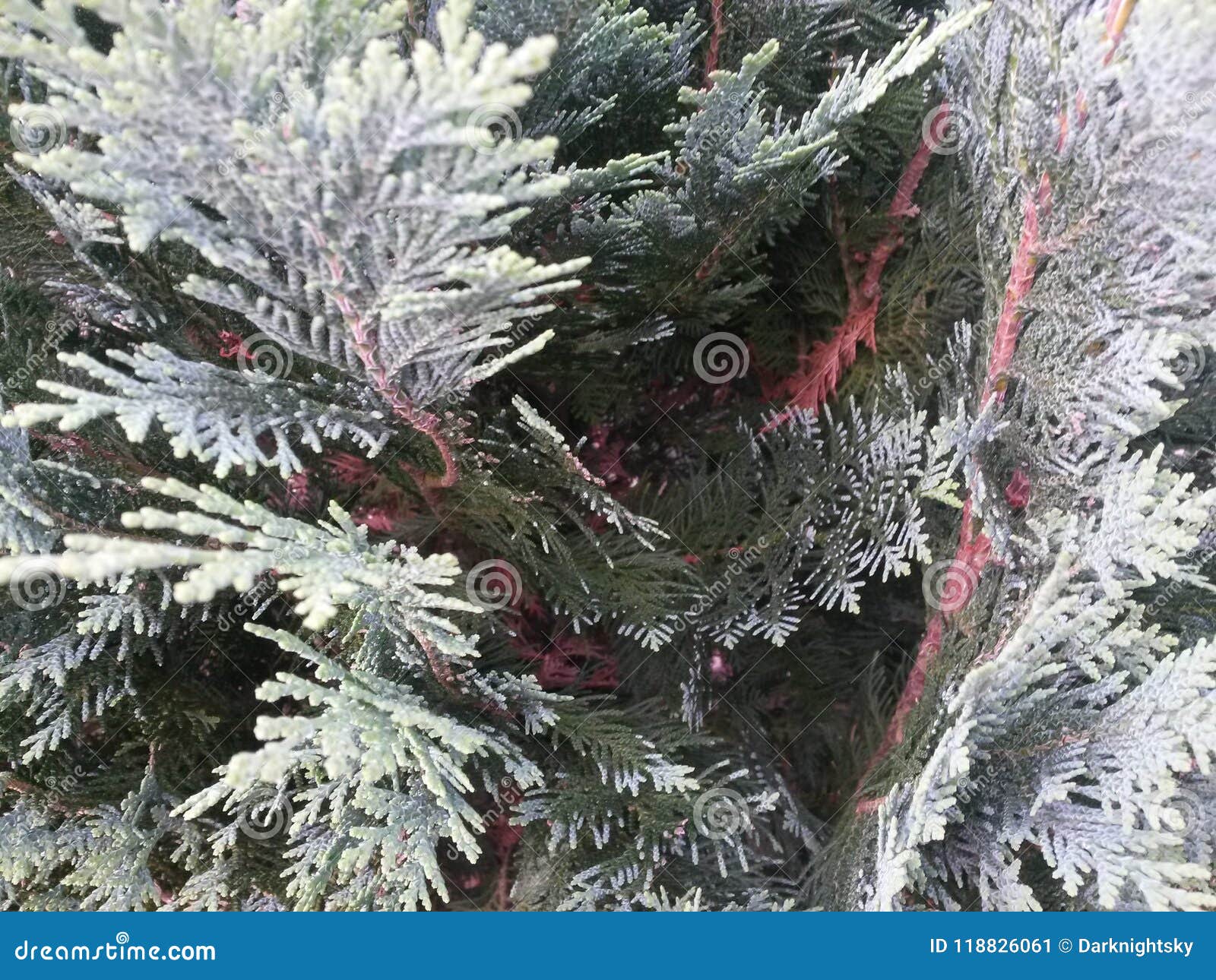 Thuja tree conifer bushes stock image. Image of tree - 118826061