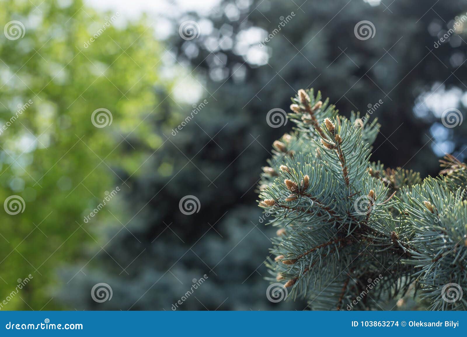 Branches of a Coniferous Tree in Blue Stock Photo - Image of garden ...