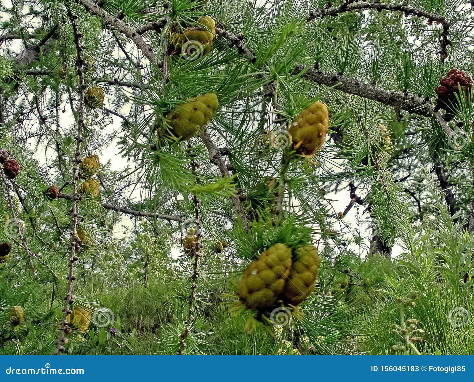 Branches of Tree with Cones. Cones on a Branch Stock Image - Image of ...