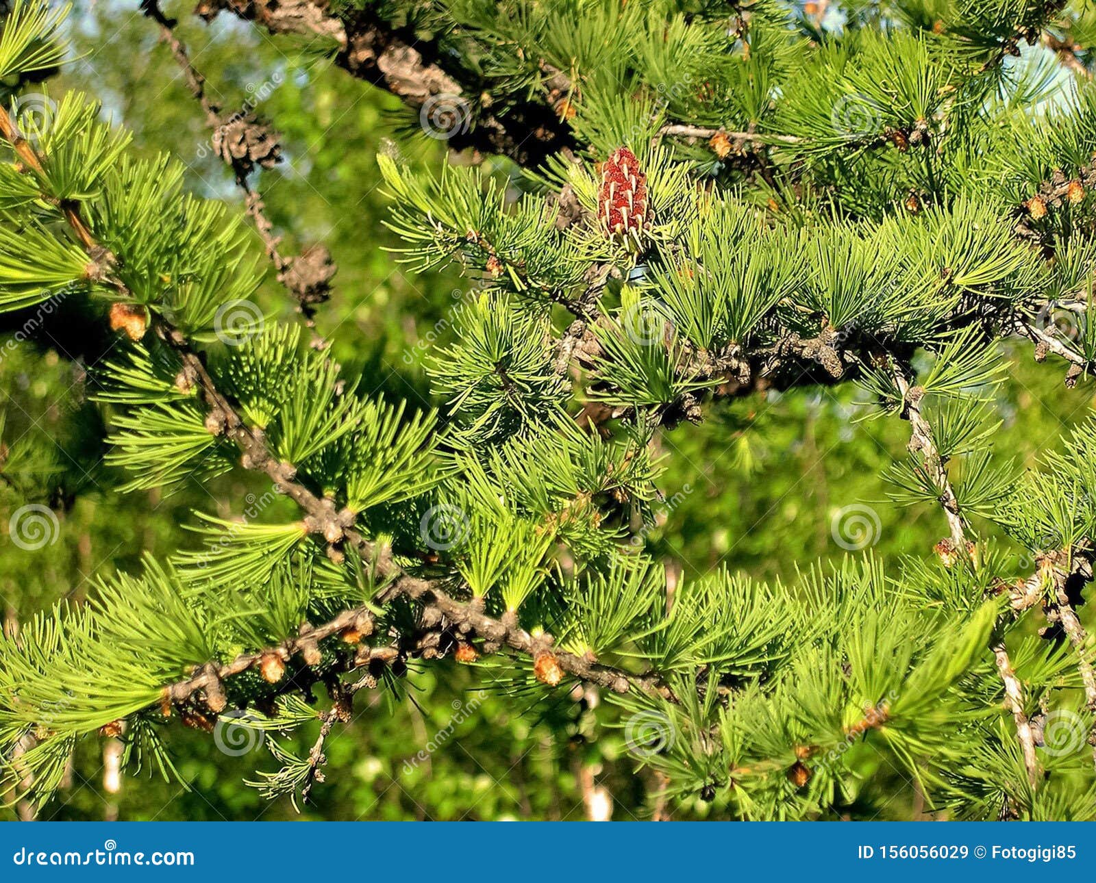 Branches of Coniferous Tree with . Cones on a Branch Stock Image ...