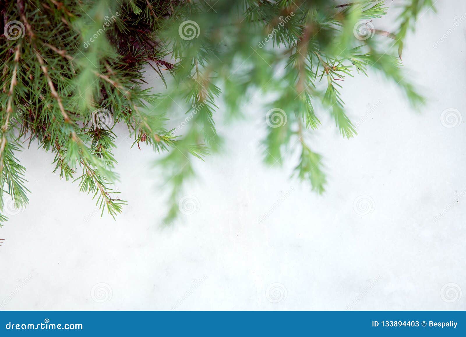 Branches of Conifers on a Light Background. Stock Image - Image of ...