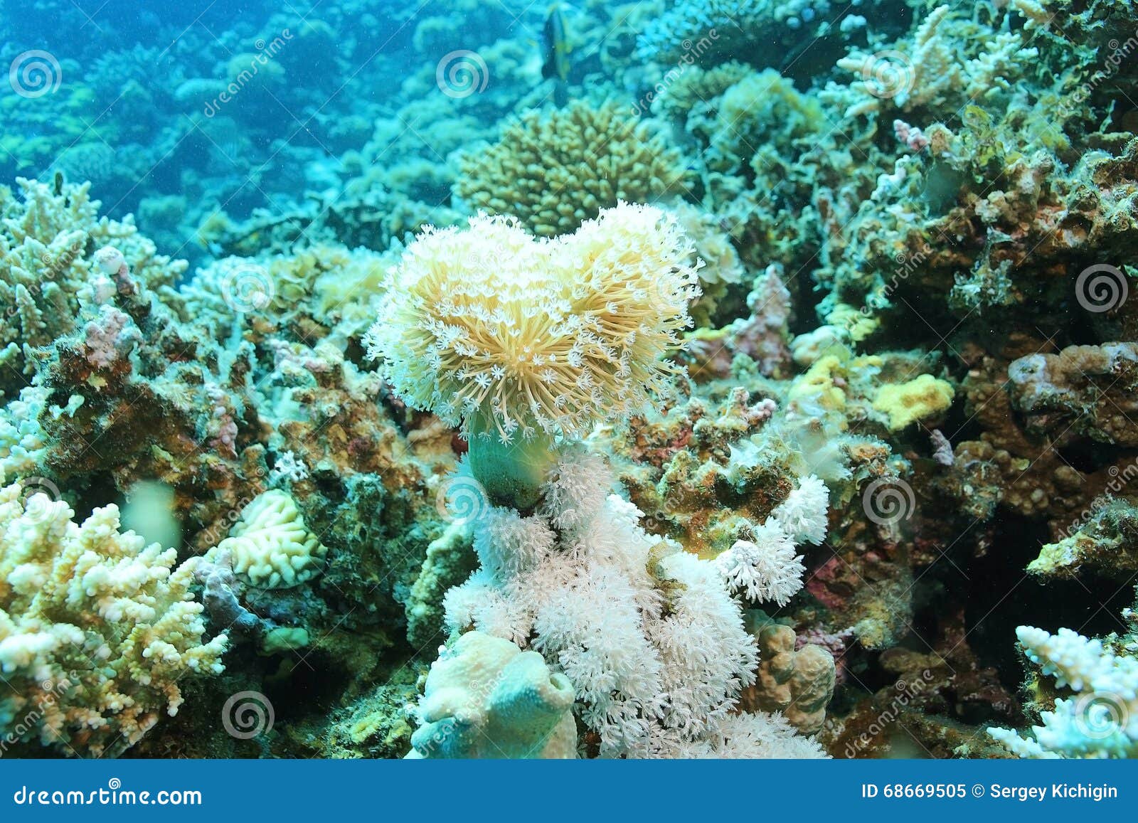 Branches of coral stock image. Image of branch, pseudoplexaura - 68669505