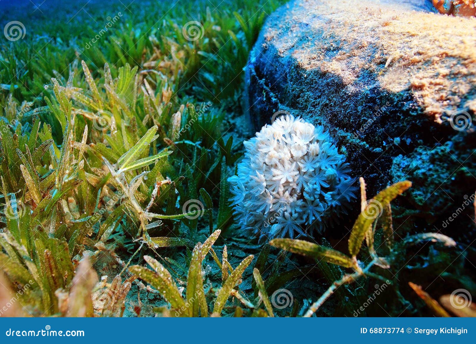 Branches of coral stock photo. Image of branching, nature - 68873774