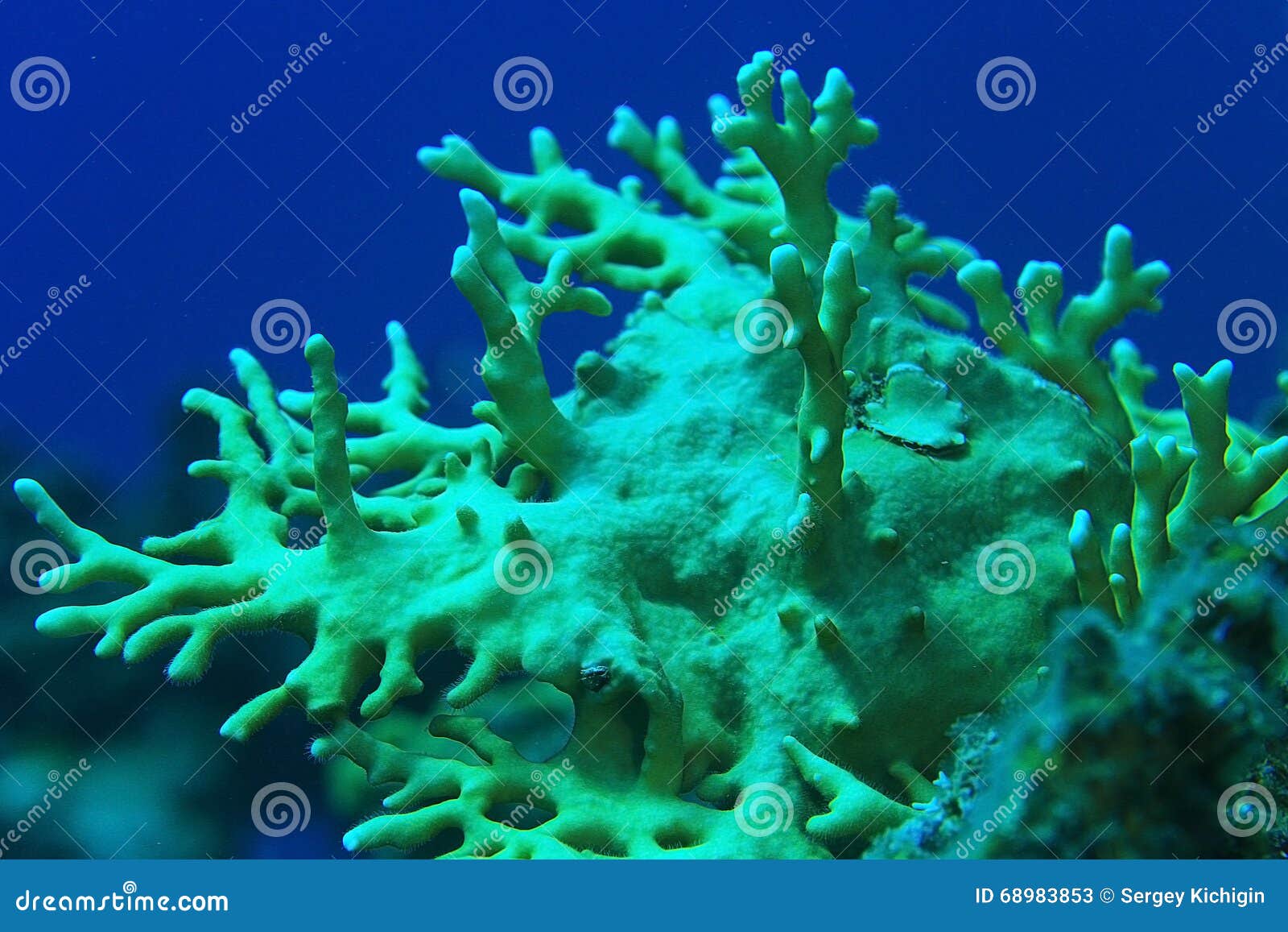 Branches of coral stock image. Image of pseudoplexaura - 68983853