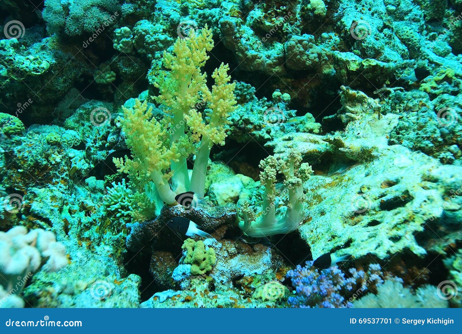 Branches of coral stock image. Image of ocean, life, marine - 69537701