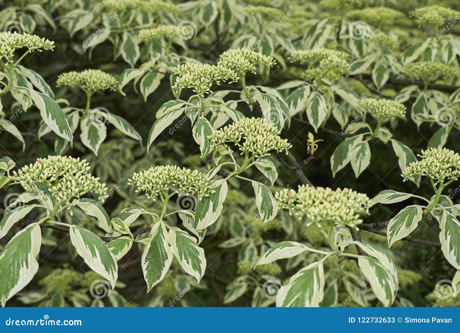 Branches of Cornus Controversa Stock Image - Image of variegated, bloom ...