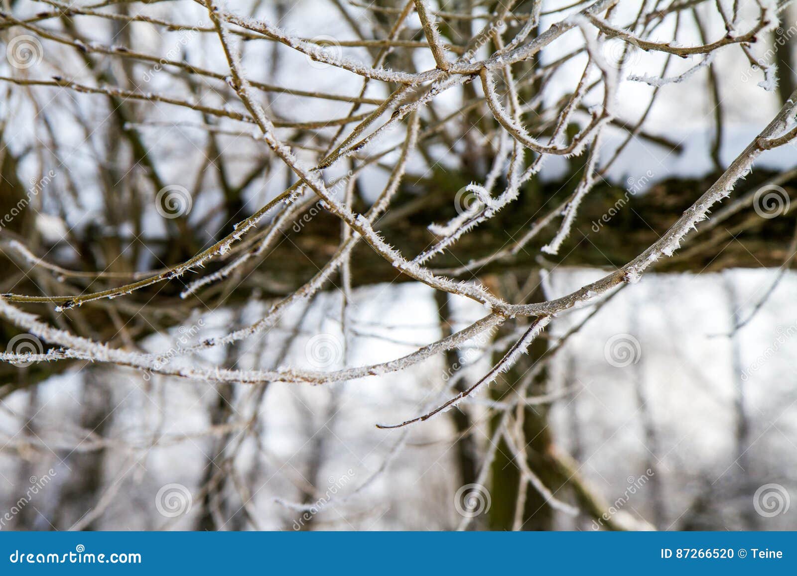 Branches Covered with Hard Rime Stock Photo - Image of crops, hard ...