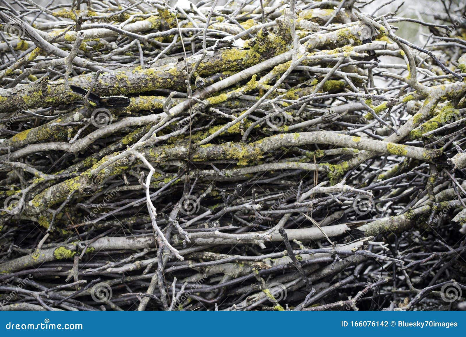 Branches Covered with Moss.Backgrounds,textures Stock Photo - Image of ...