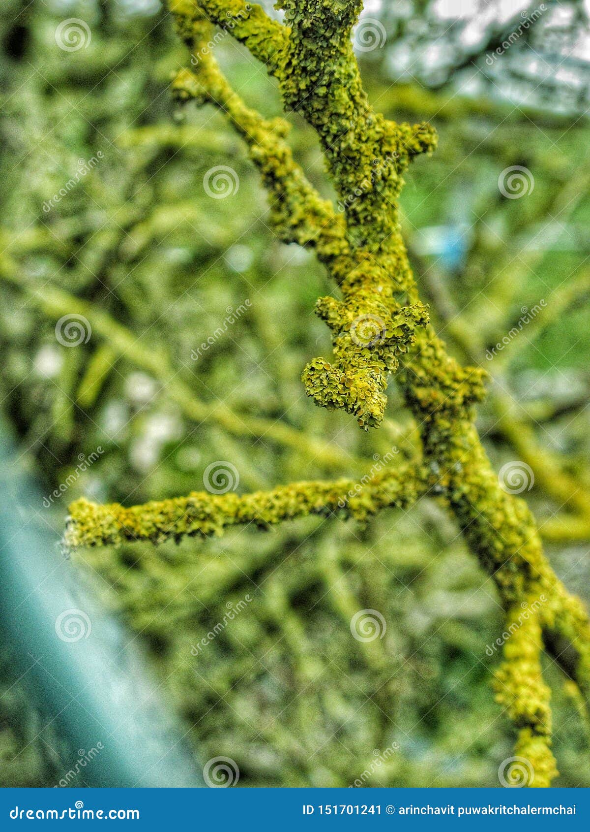 Branches Covered Moss Stock Photos - Download 2,146 Royalty Free Photos