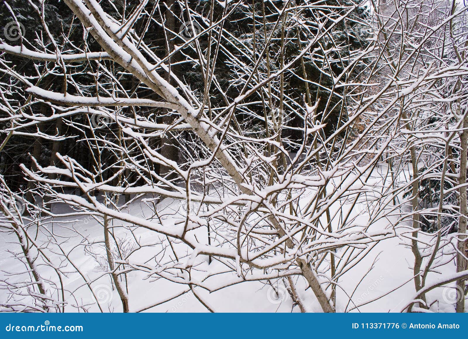Branches covered with snow stock photo. Image of branch - 113371776