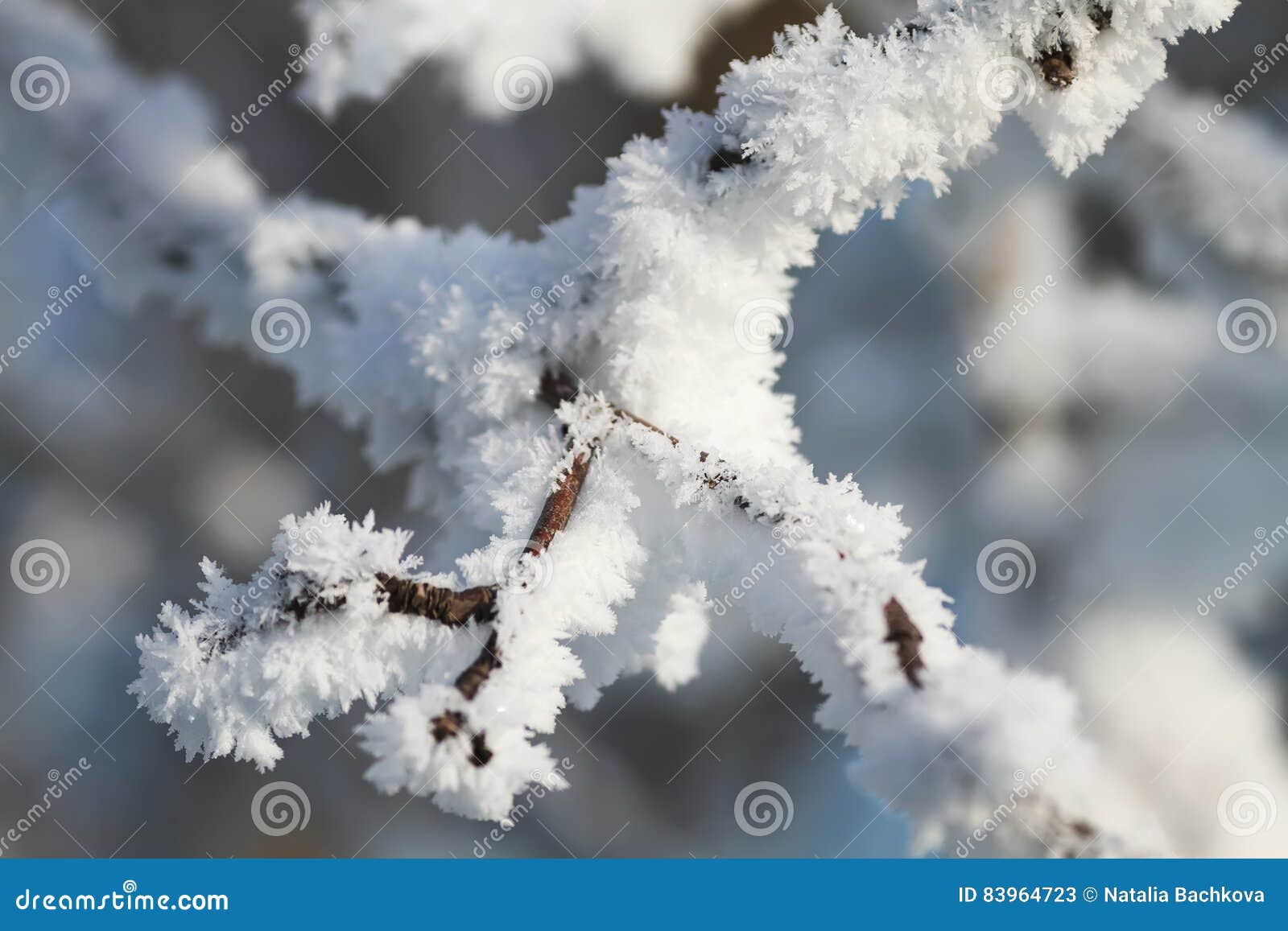 Branches are Covered with White Fluffy Snow Flakes in Winter Park Stock ...