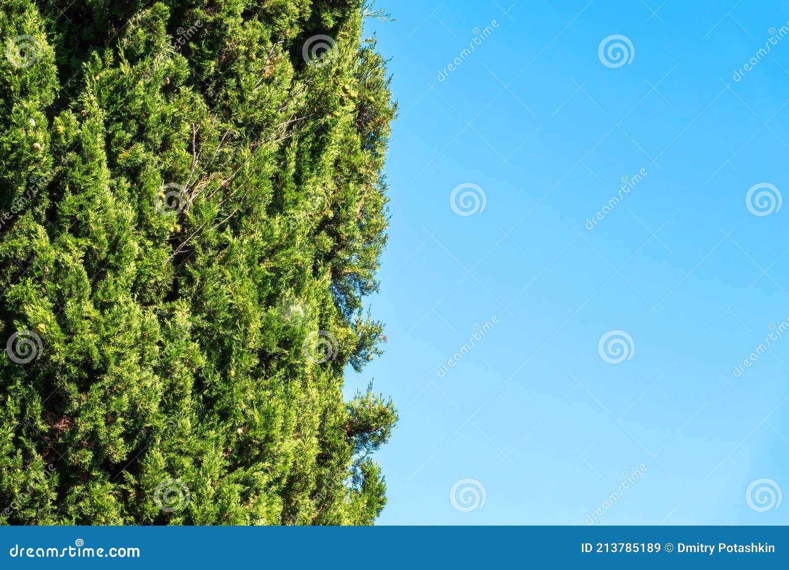 Branches of Cupressus Tree on Blue Sky Background Stock Image - Image ...