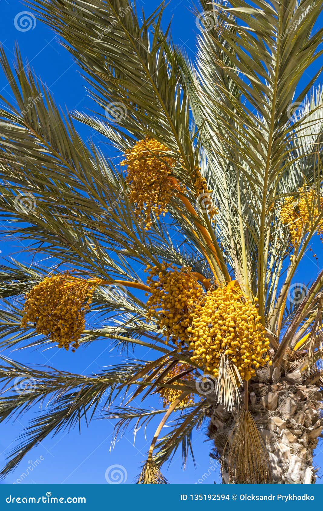 Branches of Dates Palm with Fresh Dates on it Stock Photo - Image of ...