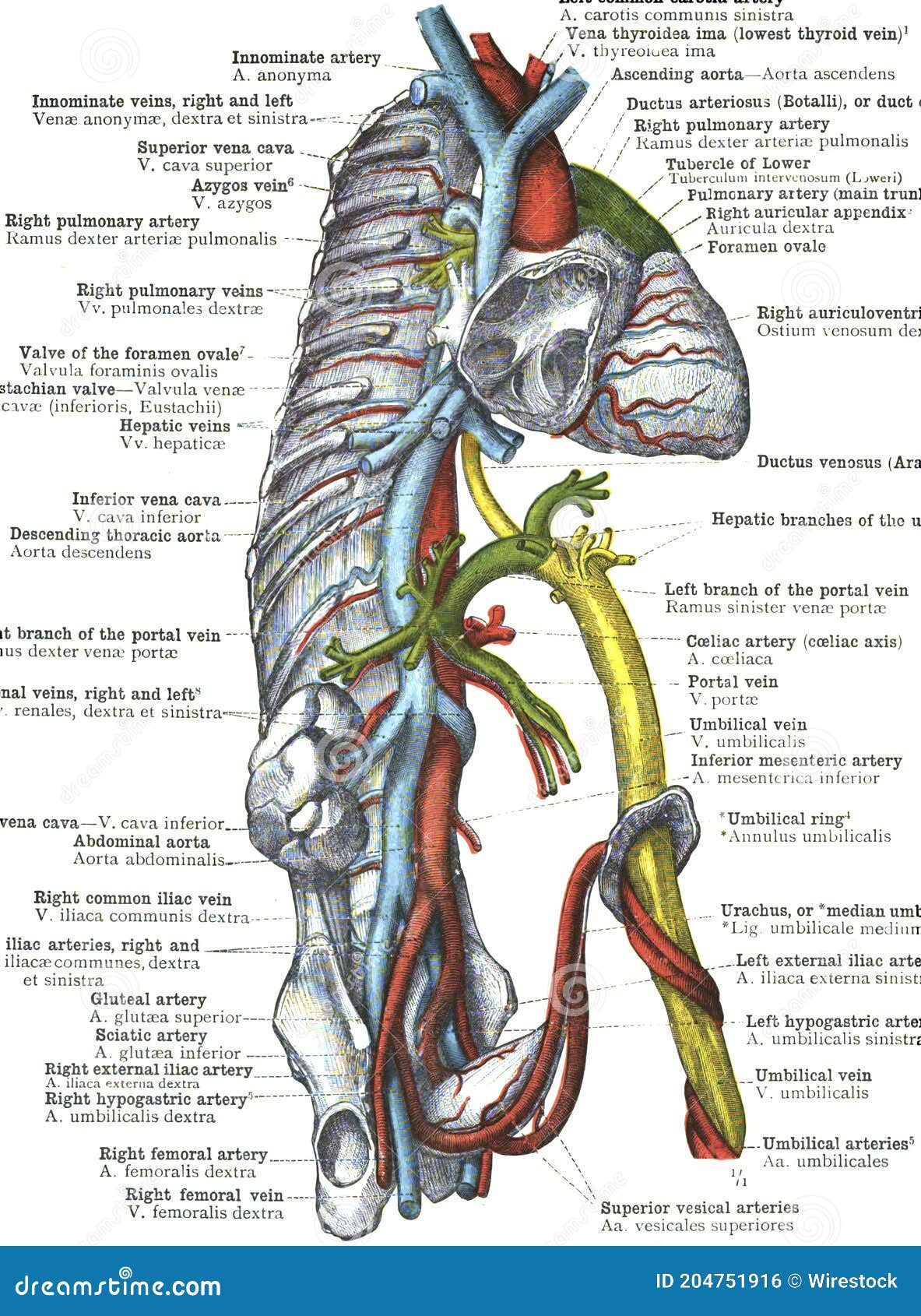 Branches De L'anatomie D'aorte Thoracique Photo stock - Image du ...