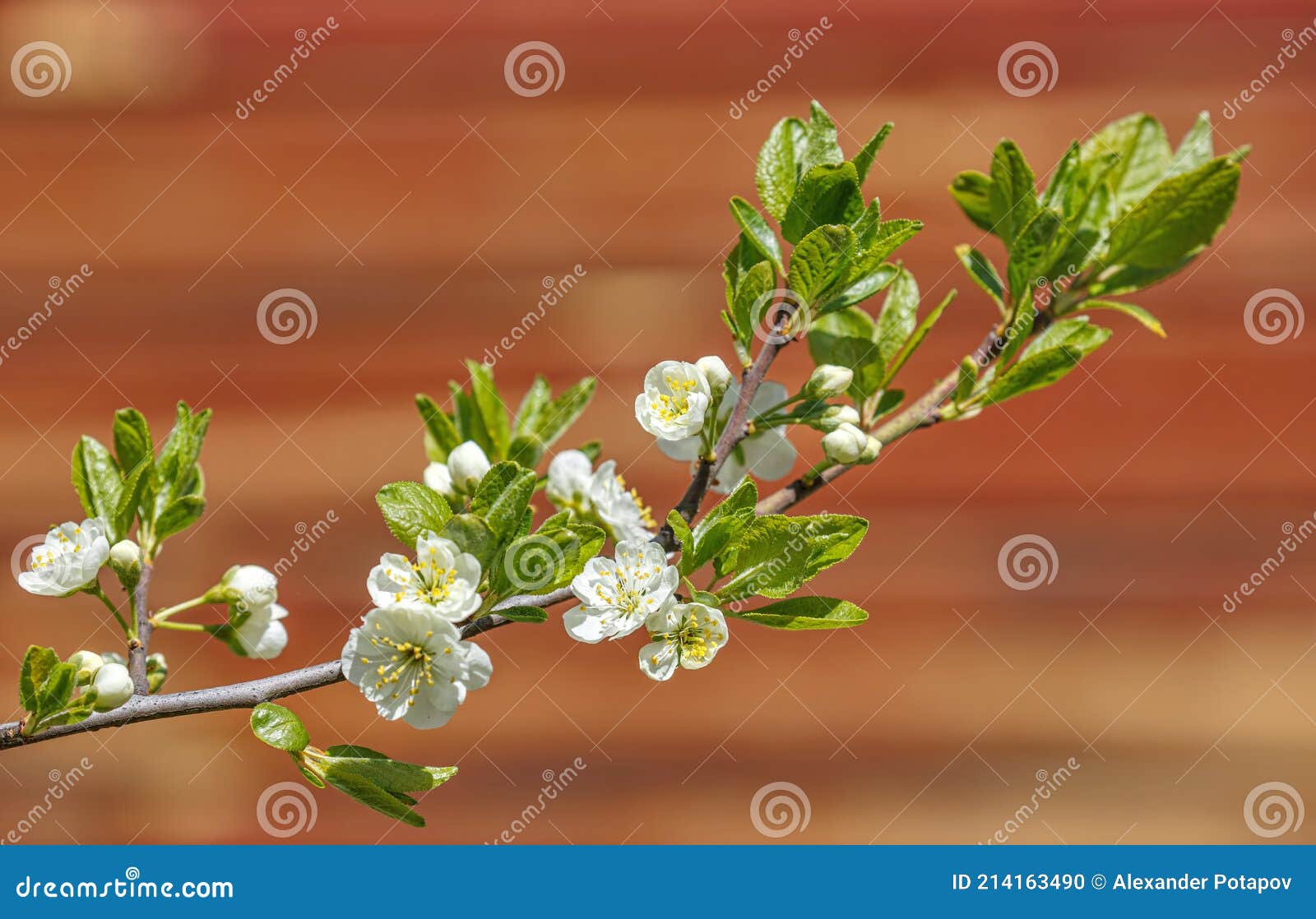 Branches De Prunier En Fleurs Sur Brun Photo stock - Image du blanc ...