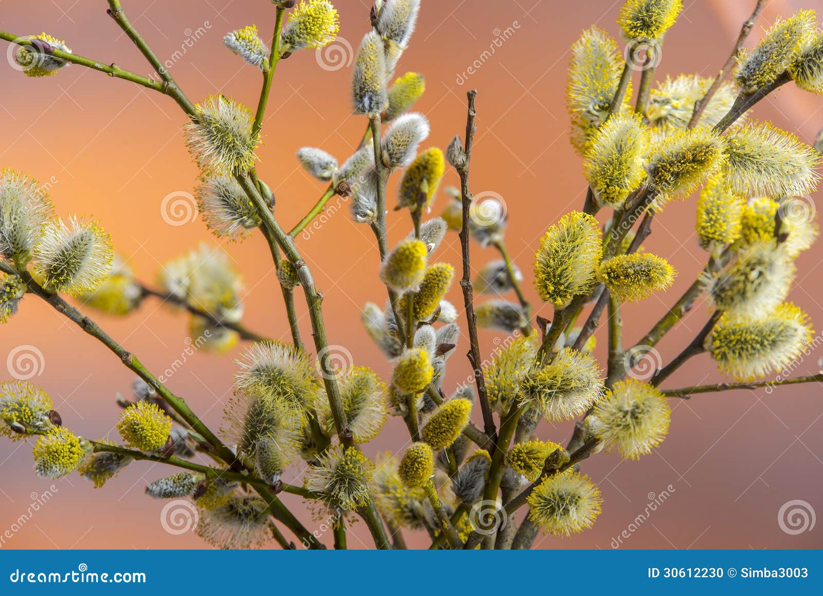 Branches De Saule Avec Des Chatons Photo stock - Image du chaton, fleur ...