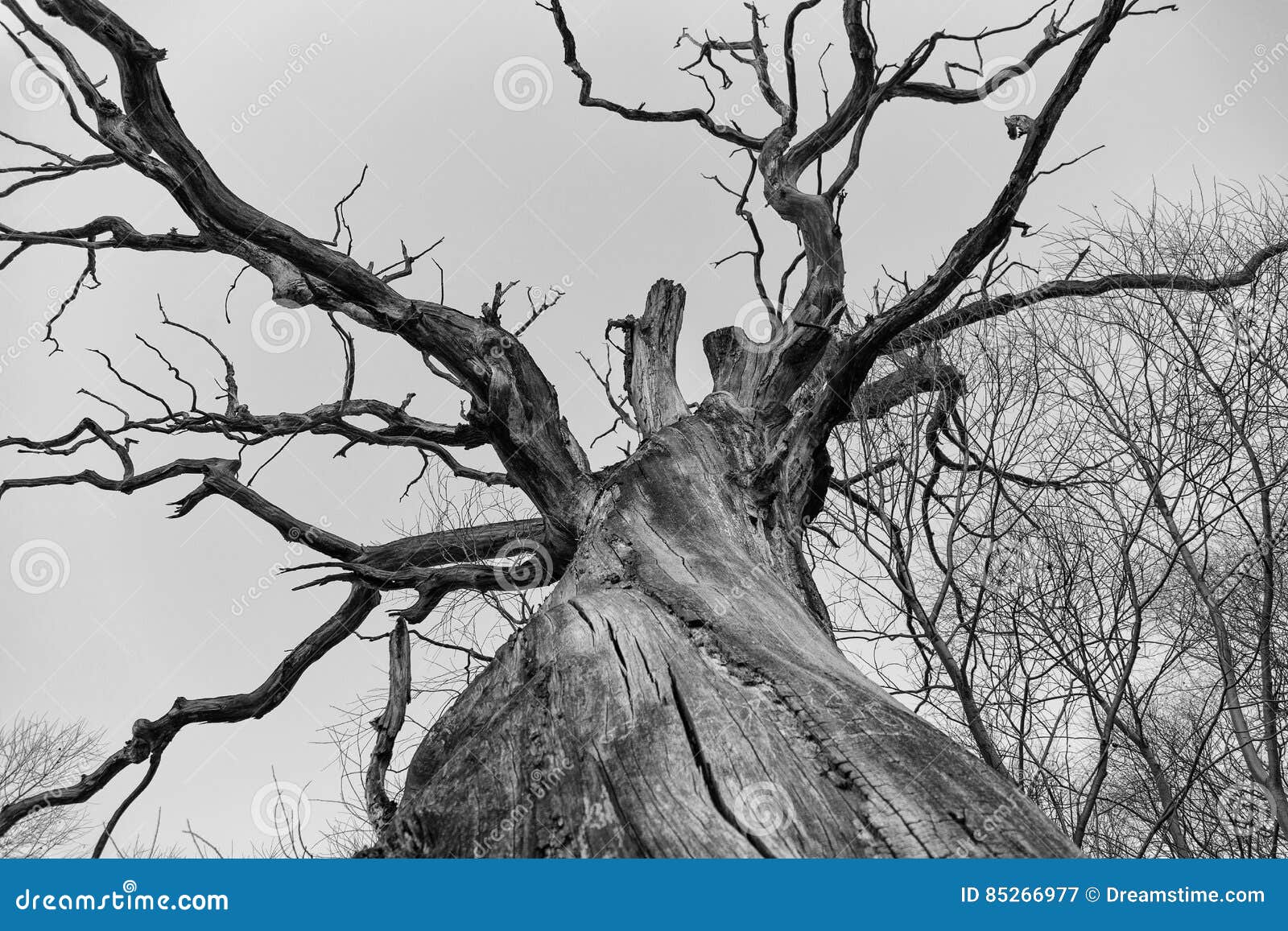 Dead Red Giant Blue Crab Burned By The Sun On The Stone Shore Of The ...