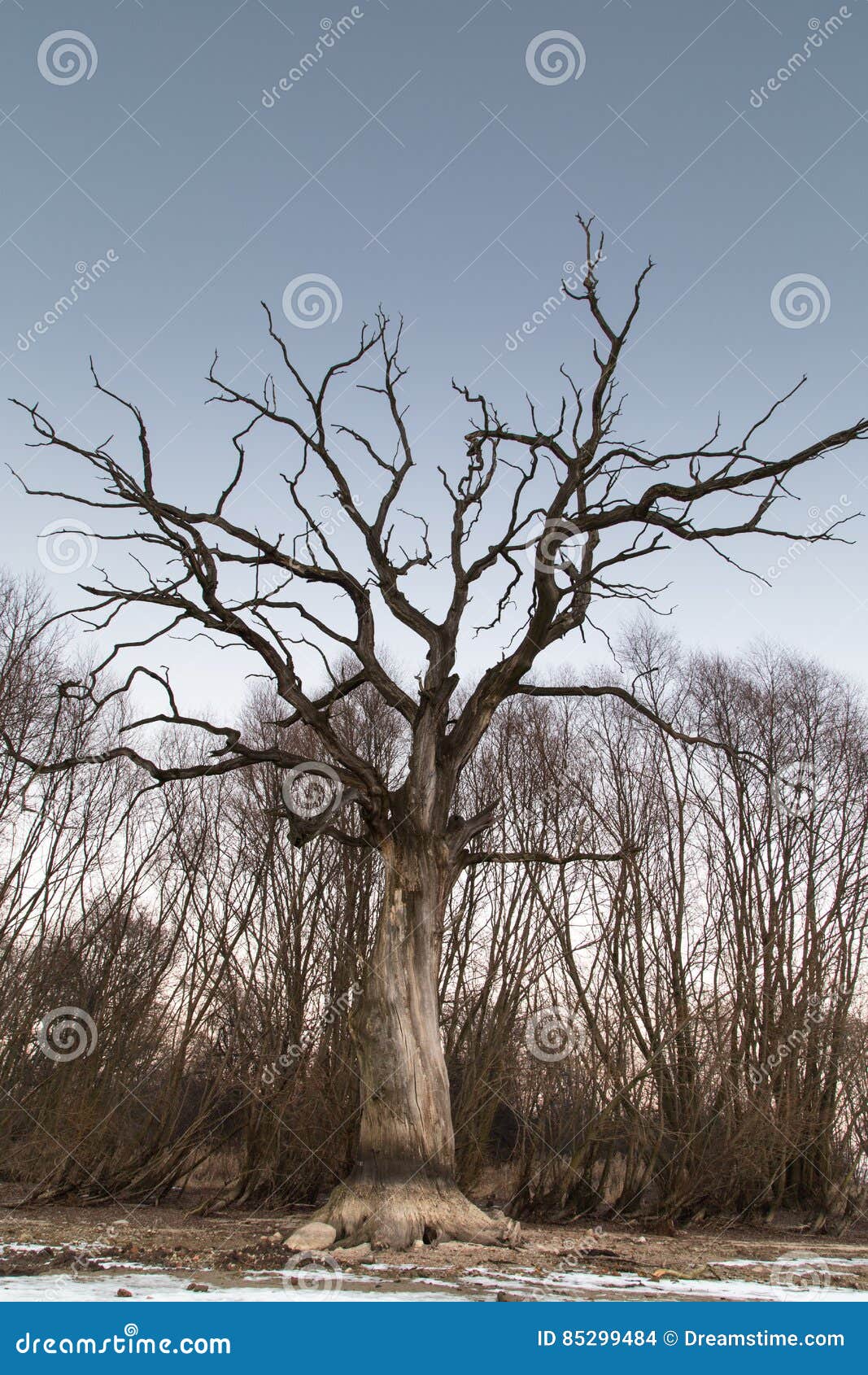 Branches of a Dead Giant Tree Stock Photo - Image of root, winter: 85299484