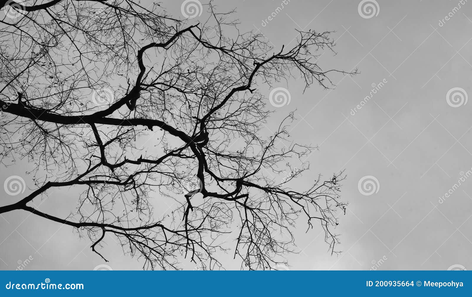 Branches of the Dead Tree on a Rain Cloud Background Stock Photo ...