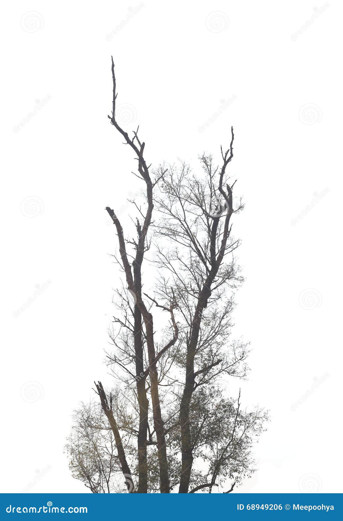 Branches of Dead Trees in Tropical Forests. Stock Photo - Image of ...