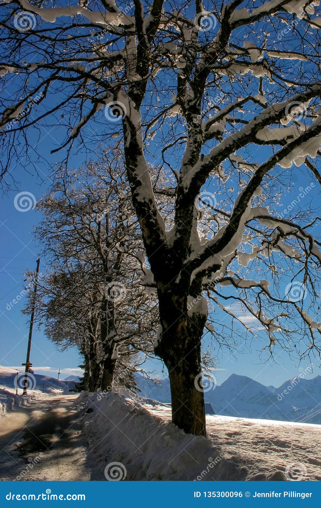 The Branches of a Deciduous Tree Covered in Snow Fill the Frame ...
