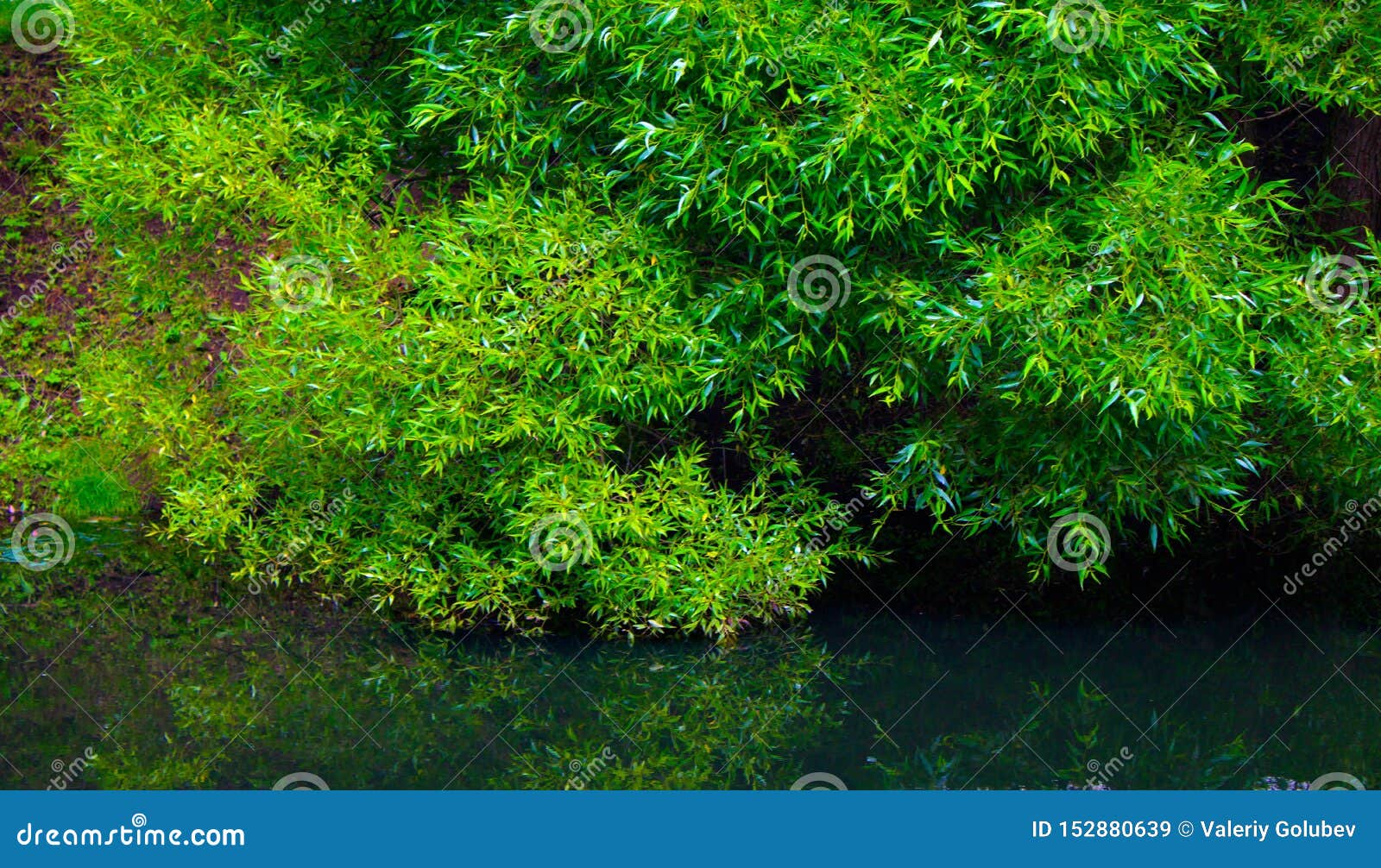 The Branches of a Deciduous Tree Hang Over the Water Stock Image ...