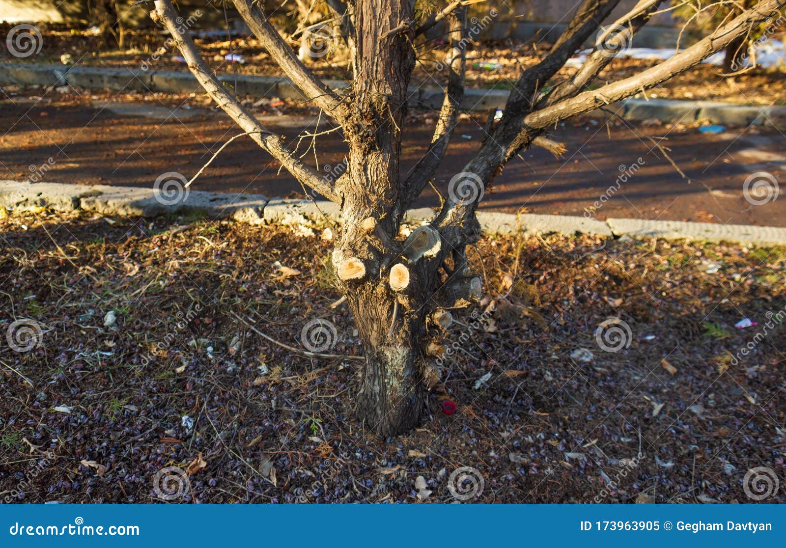 The Branches of a Deciduous Tree in the Park Stock Image - Image of ...