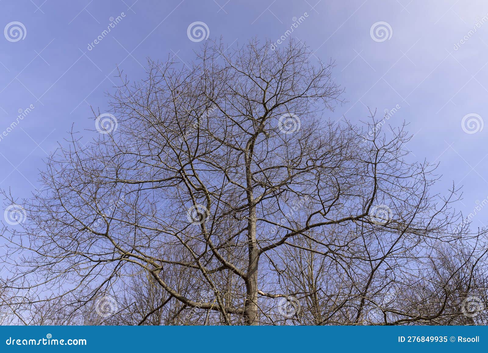 Branches of Deciduous Trees in the Park in Spring Sunny Weather Stock ...