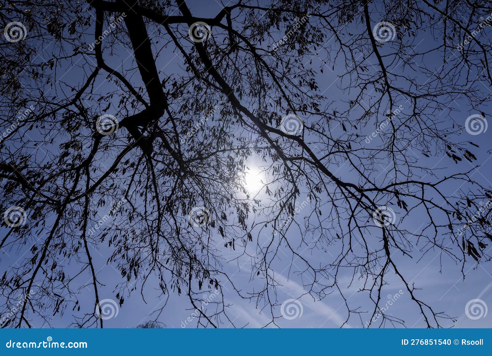 Branches of Deciduous Trees in the Park in Spring Sunny Weather Stock ...