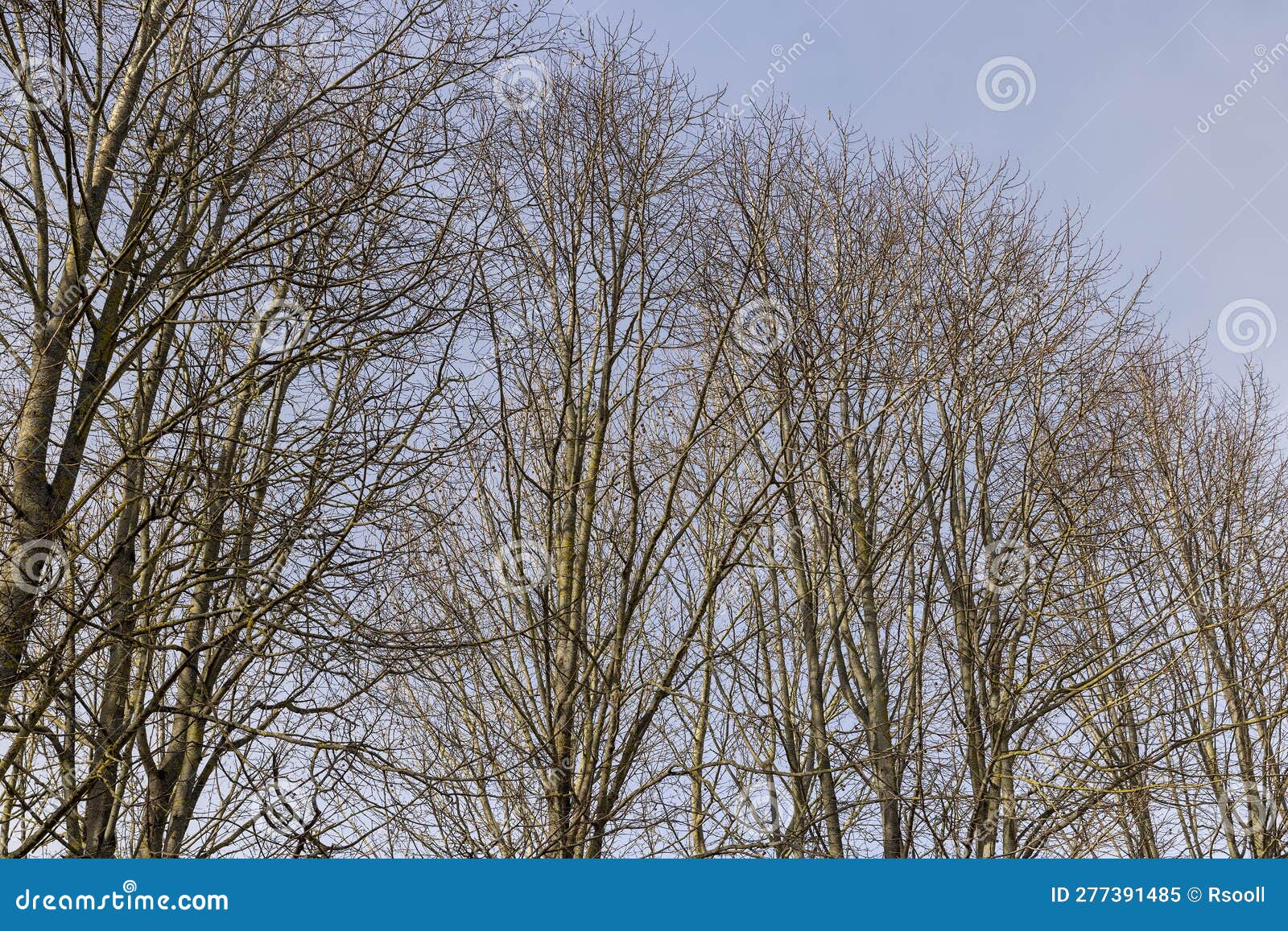 Branches of Deciduous Trees in the Park in Spring Sunny Weather Stock ...