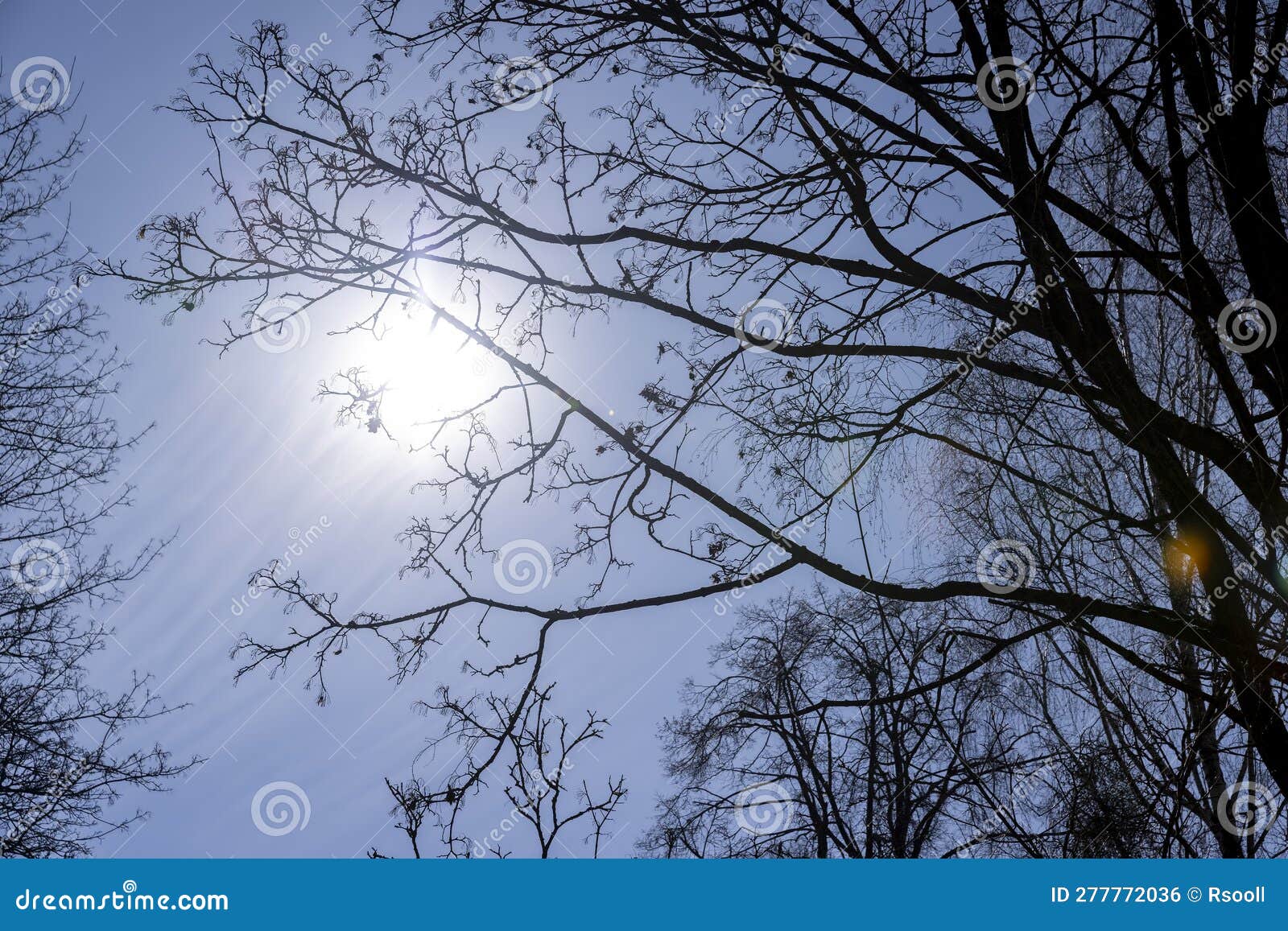 Branches of Deciduous Trees in the Park in Spring Sunny Weather Stock ...