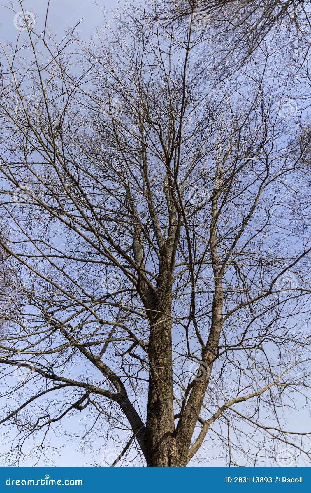 Branches of Deciduous Trees in the Park in Spring Sunny Weather Stock ...