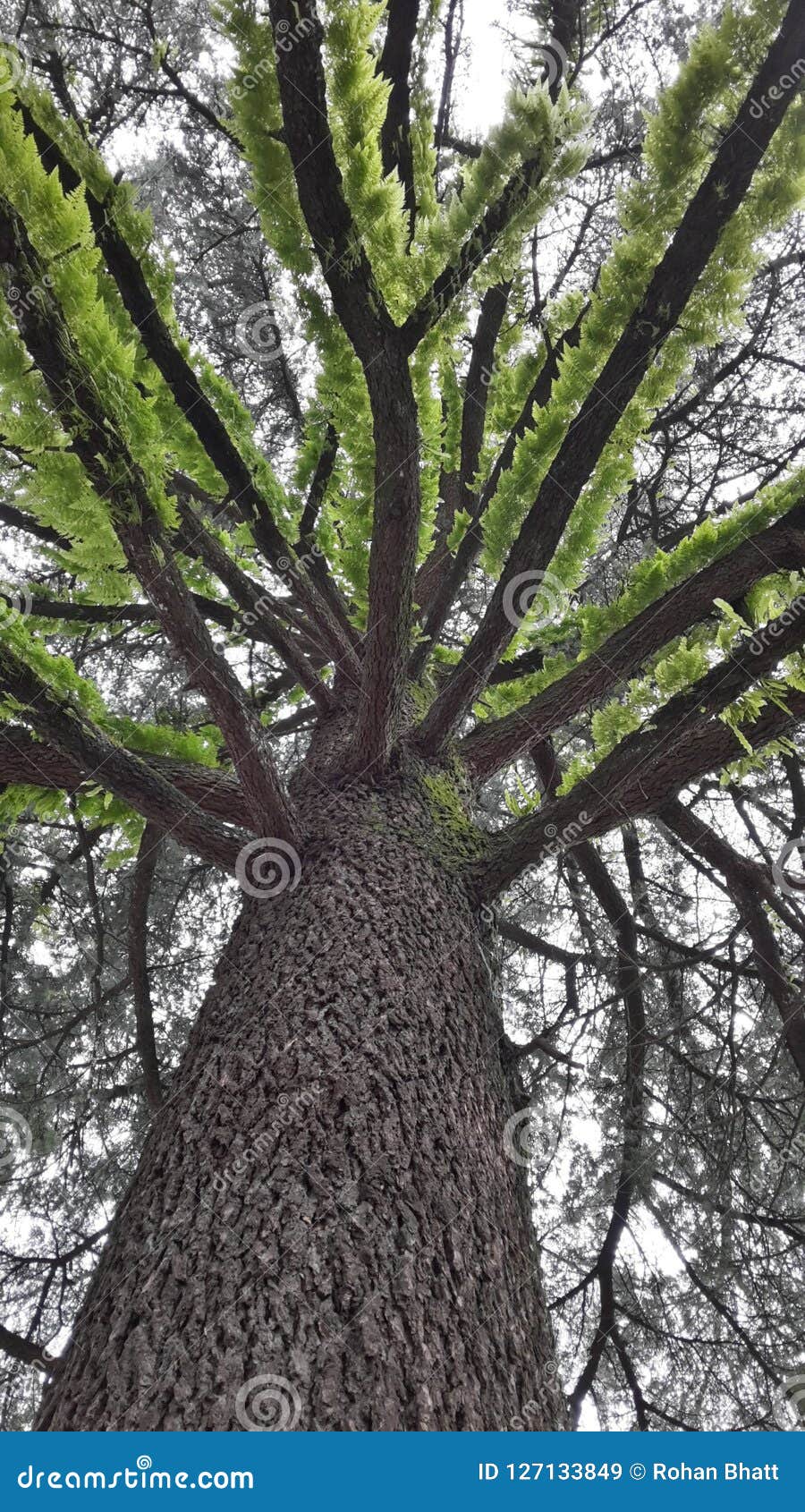 A Deodar Tree Covered with Ferns during the Monsoons. Stock Image ...