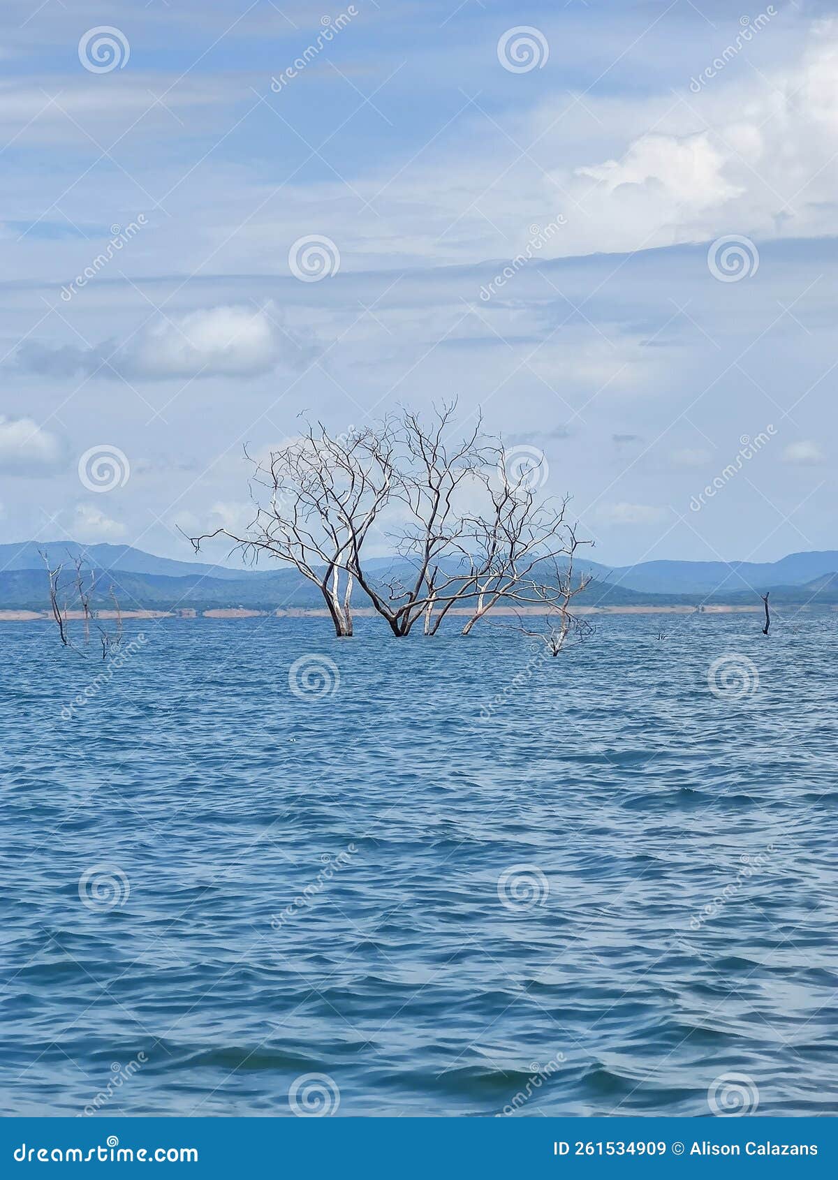 Branches of a Dry Tree in a Freshwater Lake. Serra Da Mesa Lake in ...