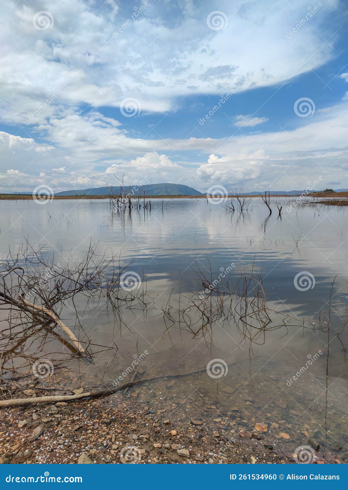 Branches of a Dry Tree in a Freshwater Lake. Serra Da Mesa Lake in ...