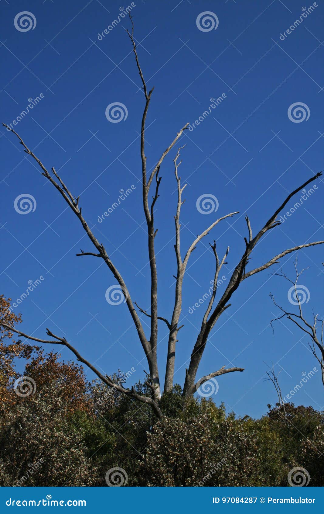 BRANCHES of DRY TREE REACHING UP Stock Image - Image of barren, tree ...