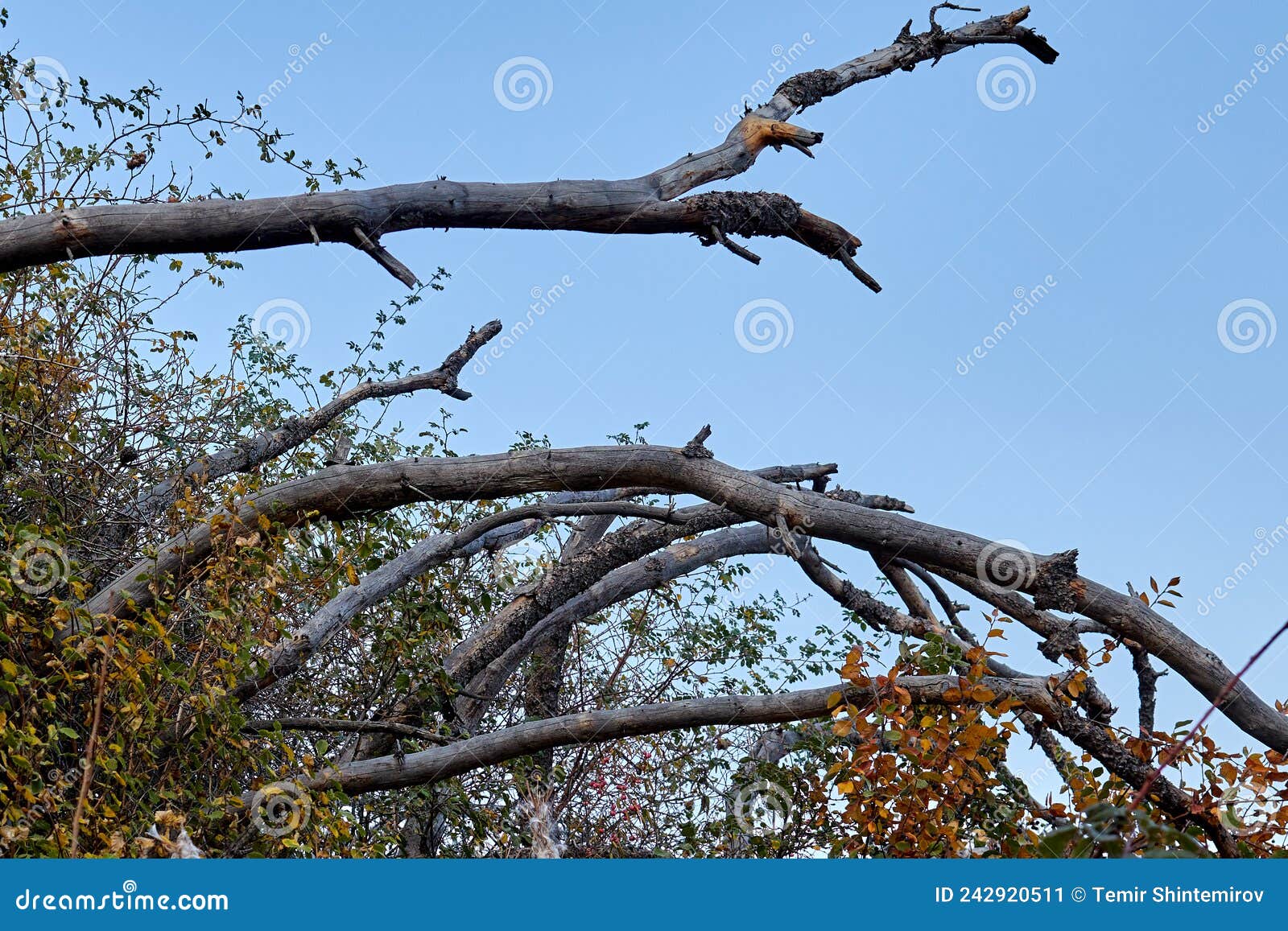 Branches of a Dry Tree Sticking Out from Grass Stock Image - Image of ...