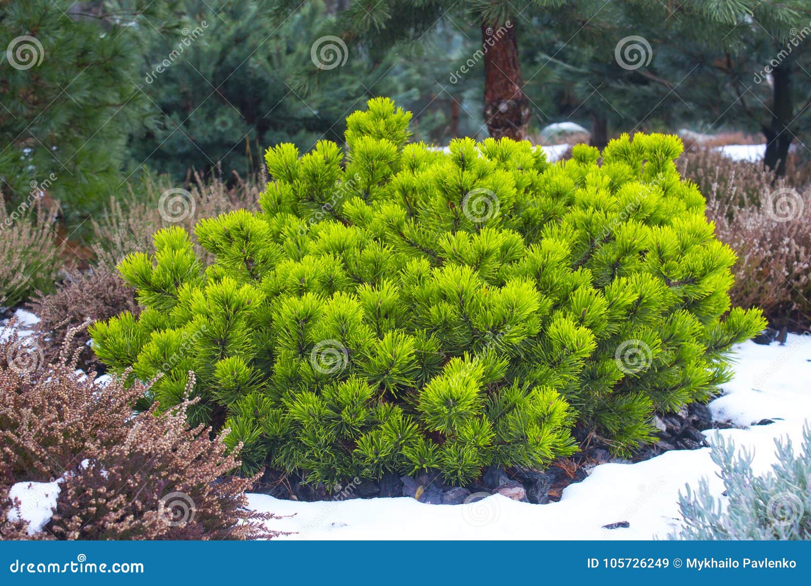 Branches Of A Dwarf Mountain Pine Pinus Mugo . Use In Landscape Design ...