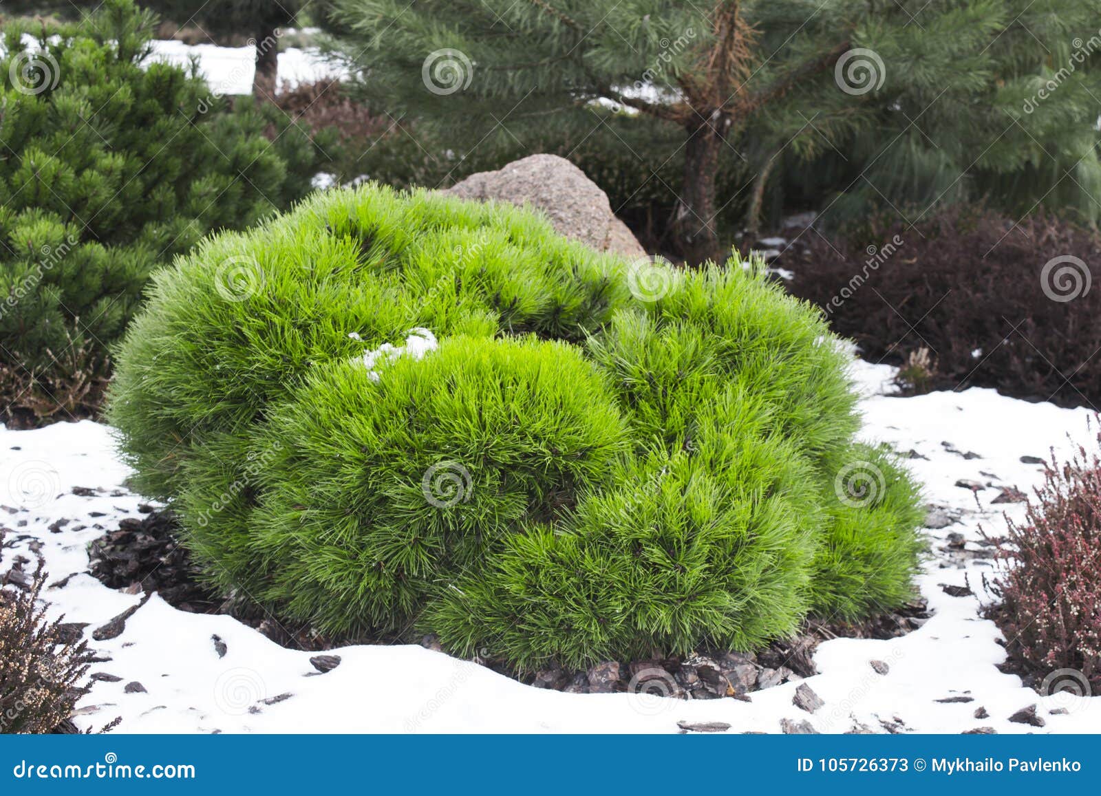 Branches of a Dwarf Mountain Pine Pinus Mugo . Use in Landscape Design ...
