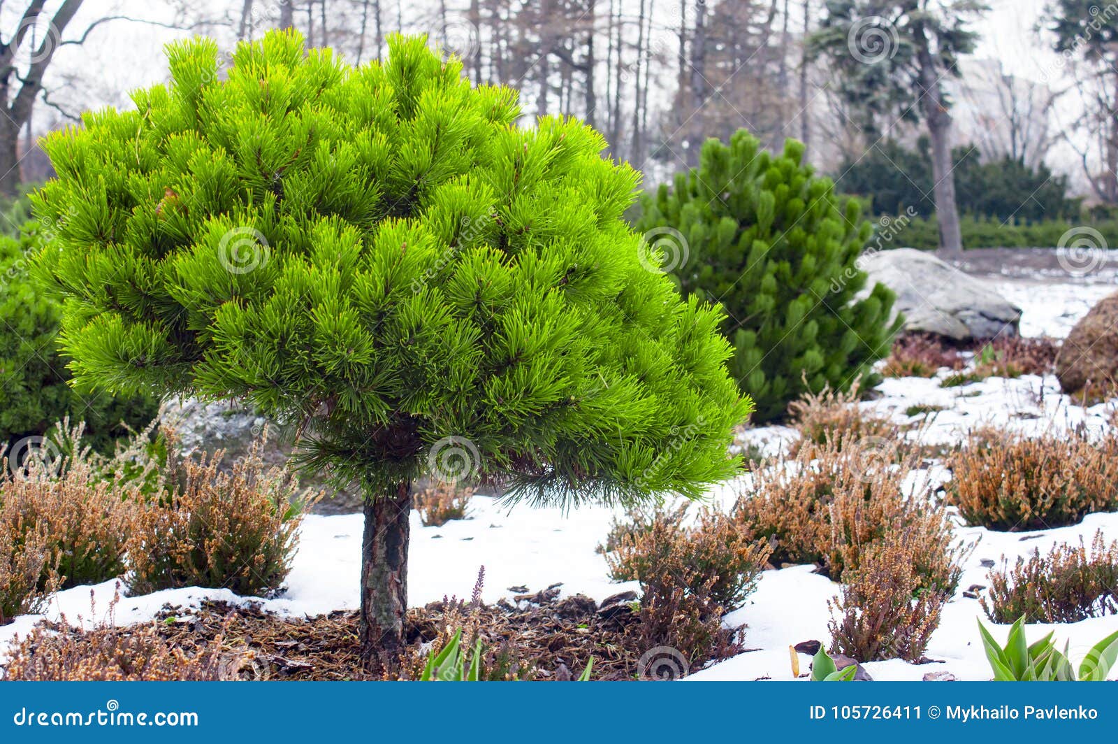 Branches of a Dwarf Mountain Pine Pinus Mugo . Use in Landscape Design ...