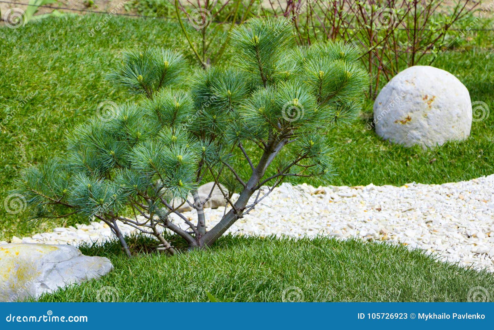 Branches of a Dwarf Mountain Pine Pinus Mugo . Use in Landscape Design ...