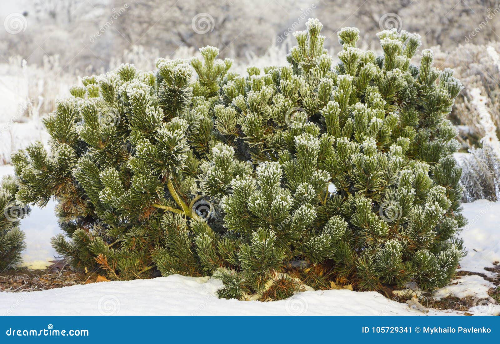 Branches of a Dwarf Mountain Pine Pinus Mugo . Use in Landscape Design ...