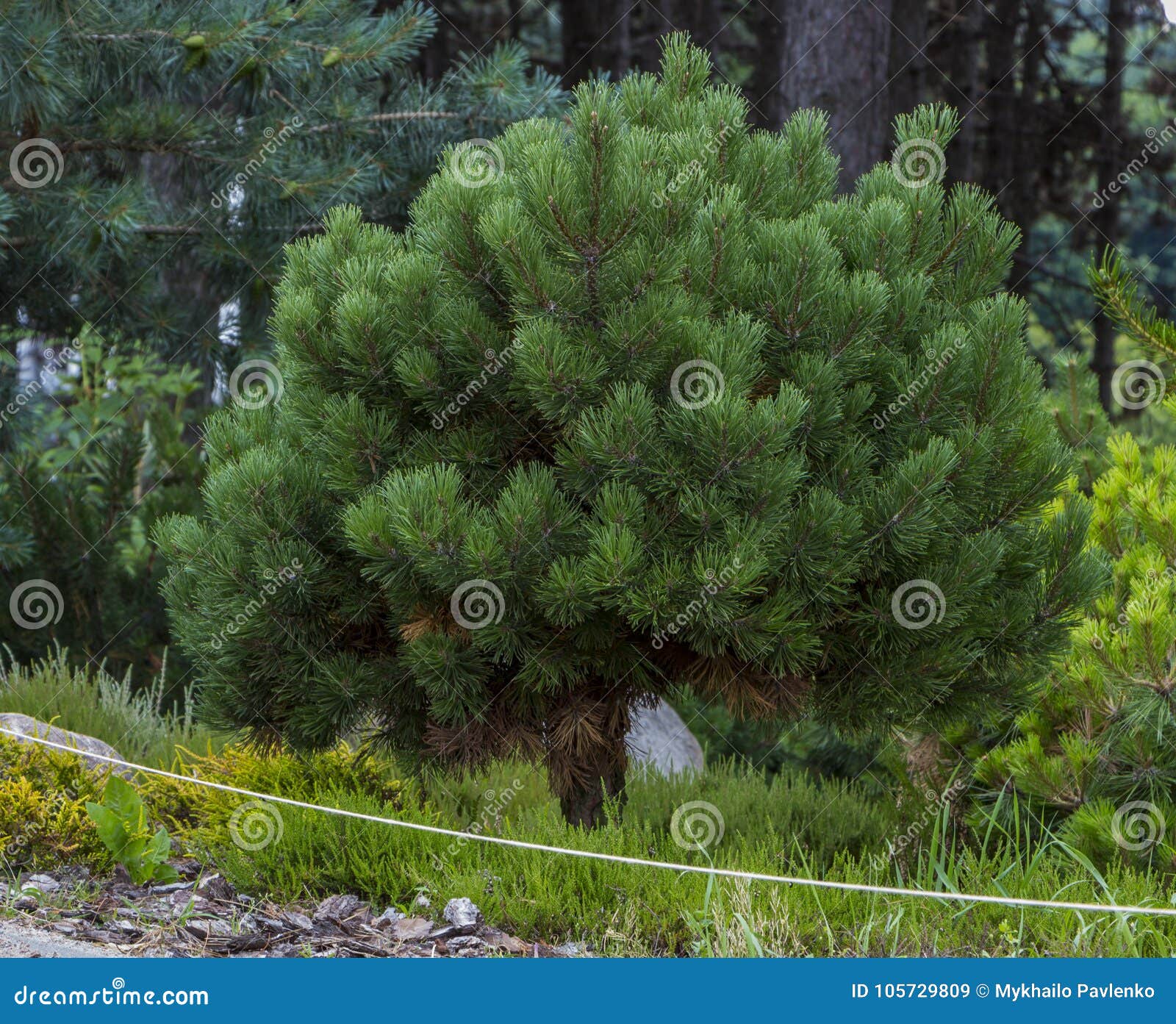 Branches of a Dwarf Mountain Pine Pinus Mugo . Use in Landscape Design ...