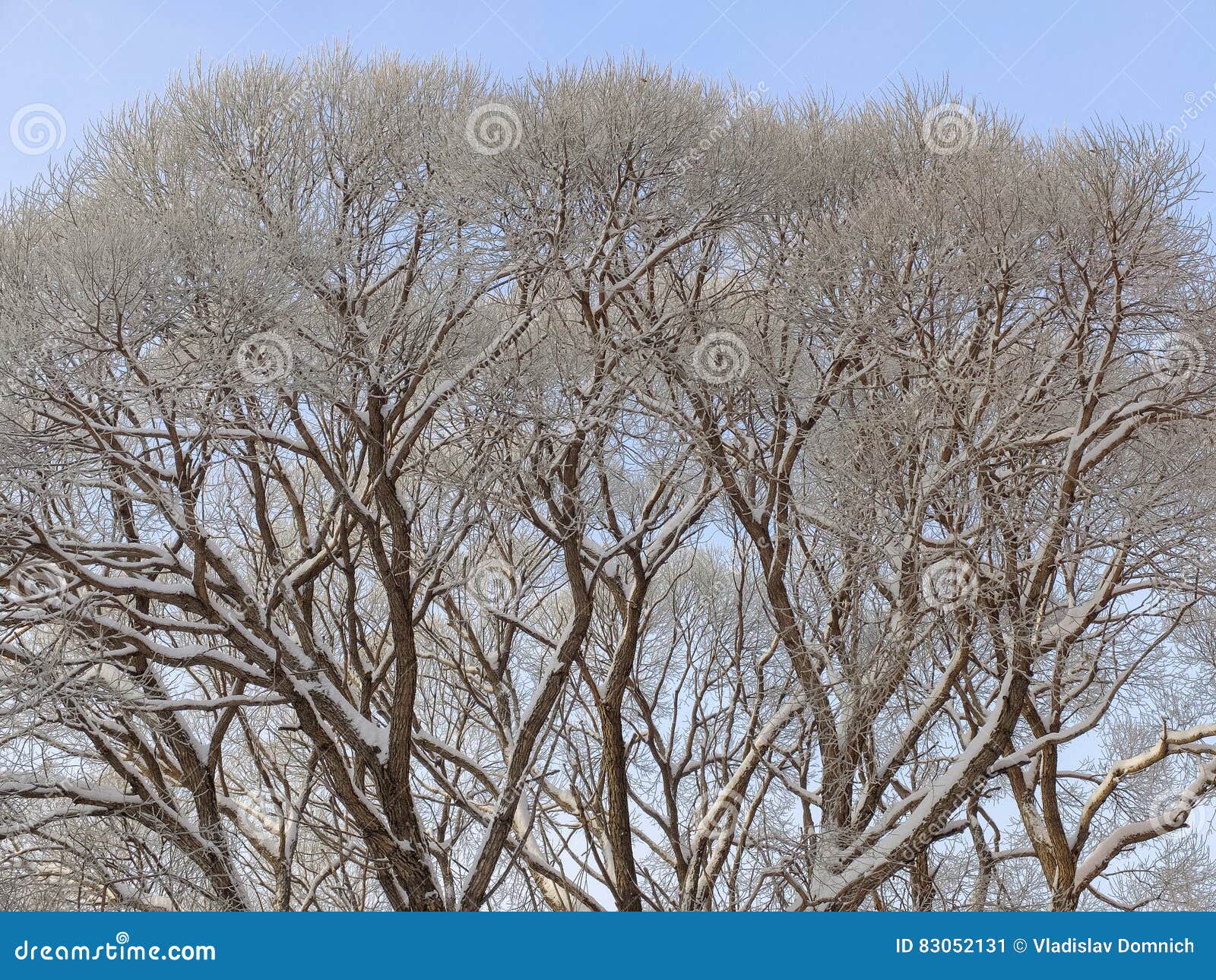 The Branches of Elm in Winter Stock Image - Image of winter, frost ...