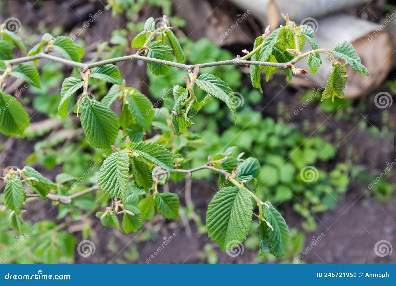 Branches of Elm with Young Leaves on a Blurred Background Stock Image ...